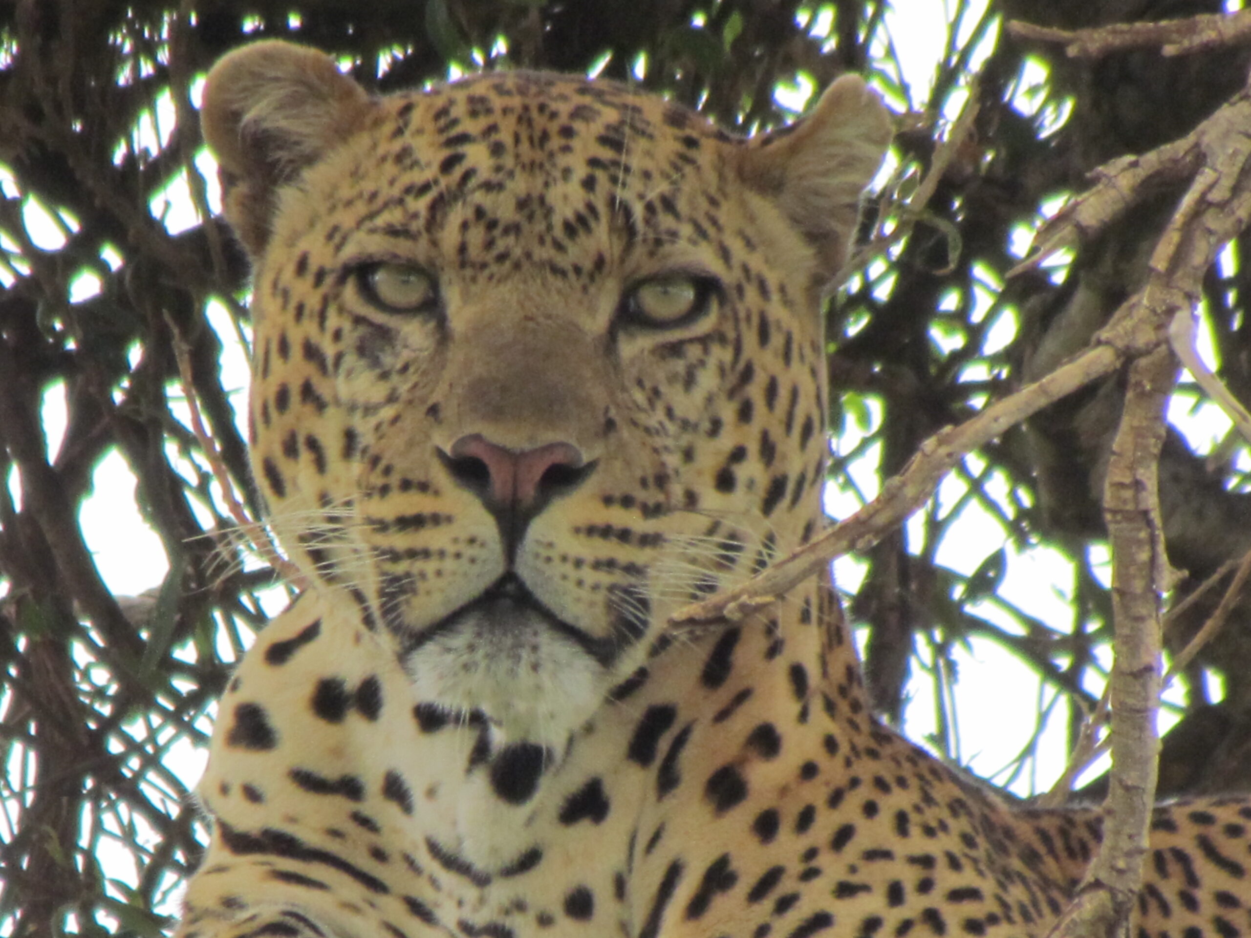 KENYA FAMILY WILDLIFE QUEST - Esa Safaris
